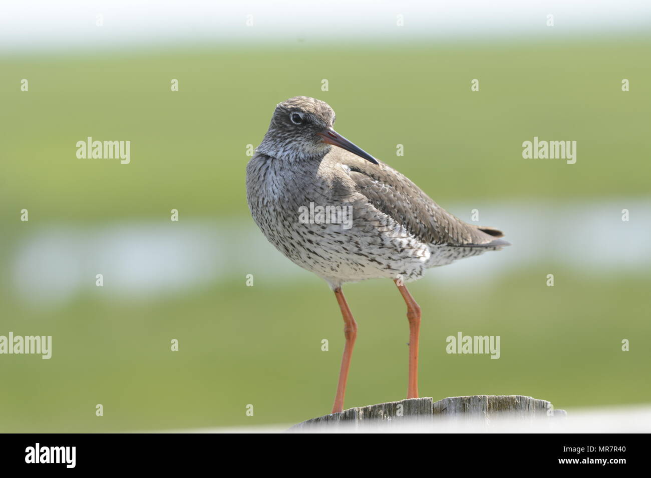 Red shank bird hi-res stock photography and images - Alamy
