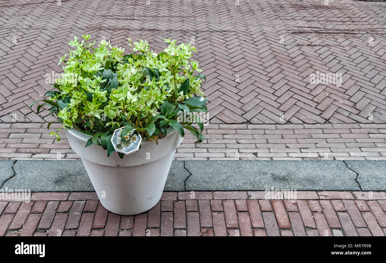 flowerpot filled with flowers placed on the side walk of a street Stock ...