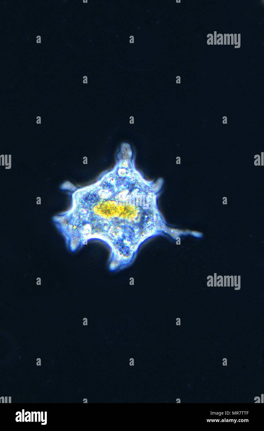 Protozoa amoeba hi-res stock photography and images - Alamy