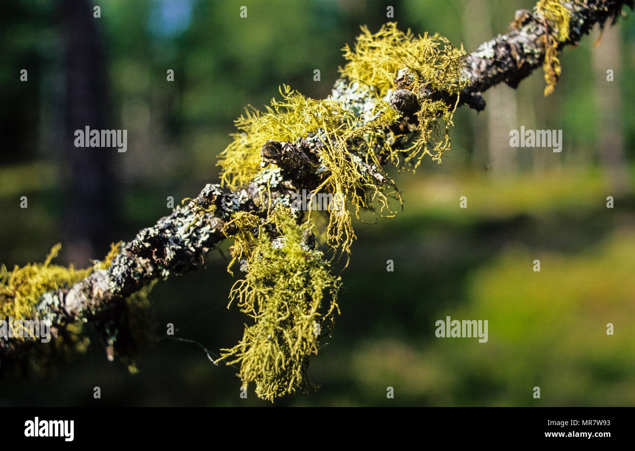 Caledonian forest scotland rainforest hi-res stock photography and ...