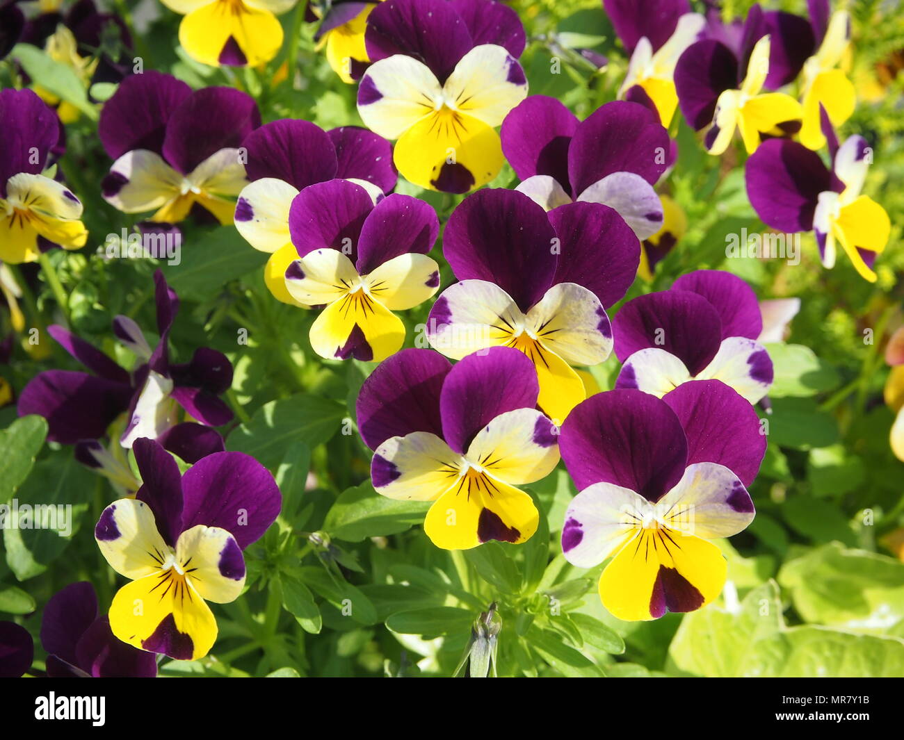 Cream and yellow flowers hi-res stock photography and images - Alamy