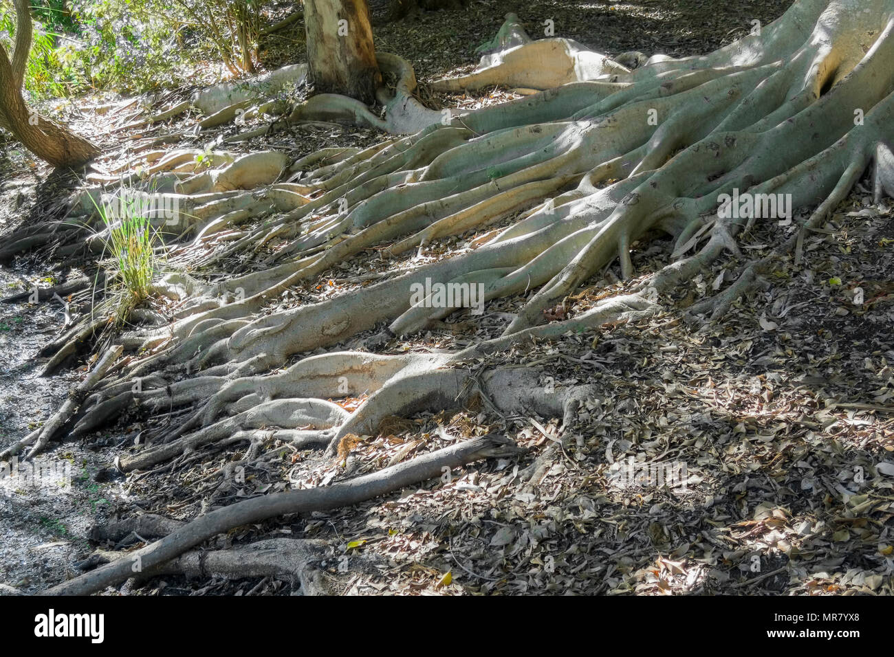 A huge tree with big roots exposed and mostly above ground. Very ...