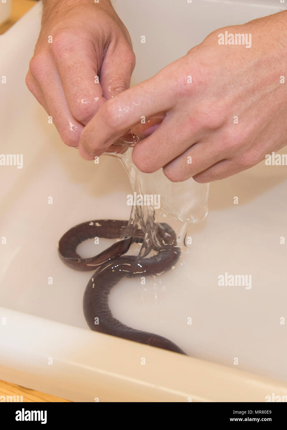 Hagfish slime hi-res stock photography and images - Alamy