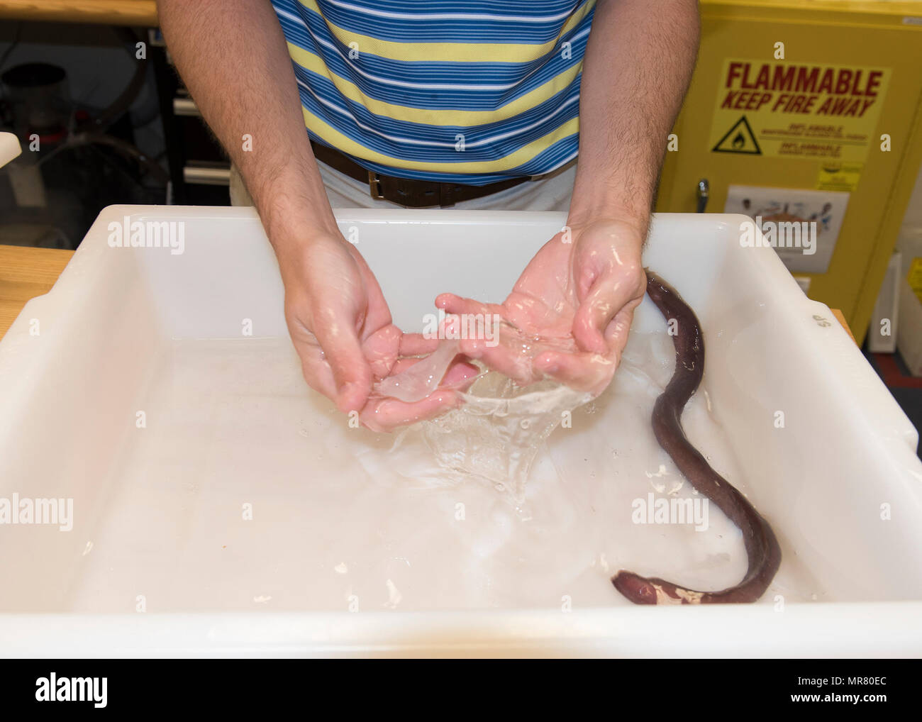 Pacific Hagfish Habitat