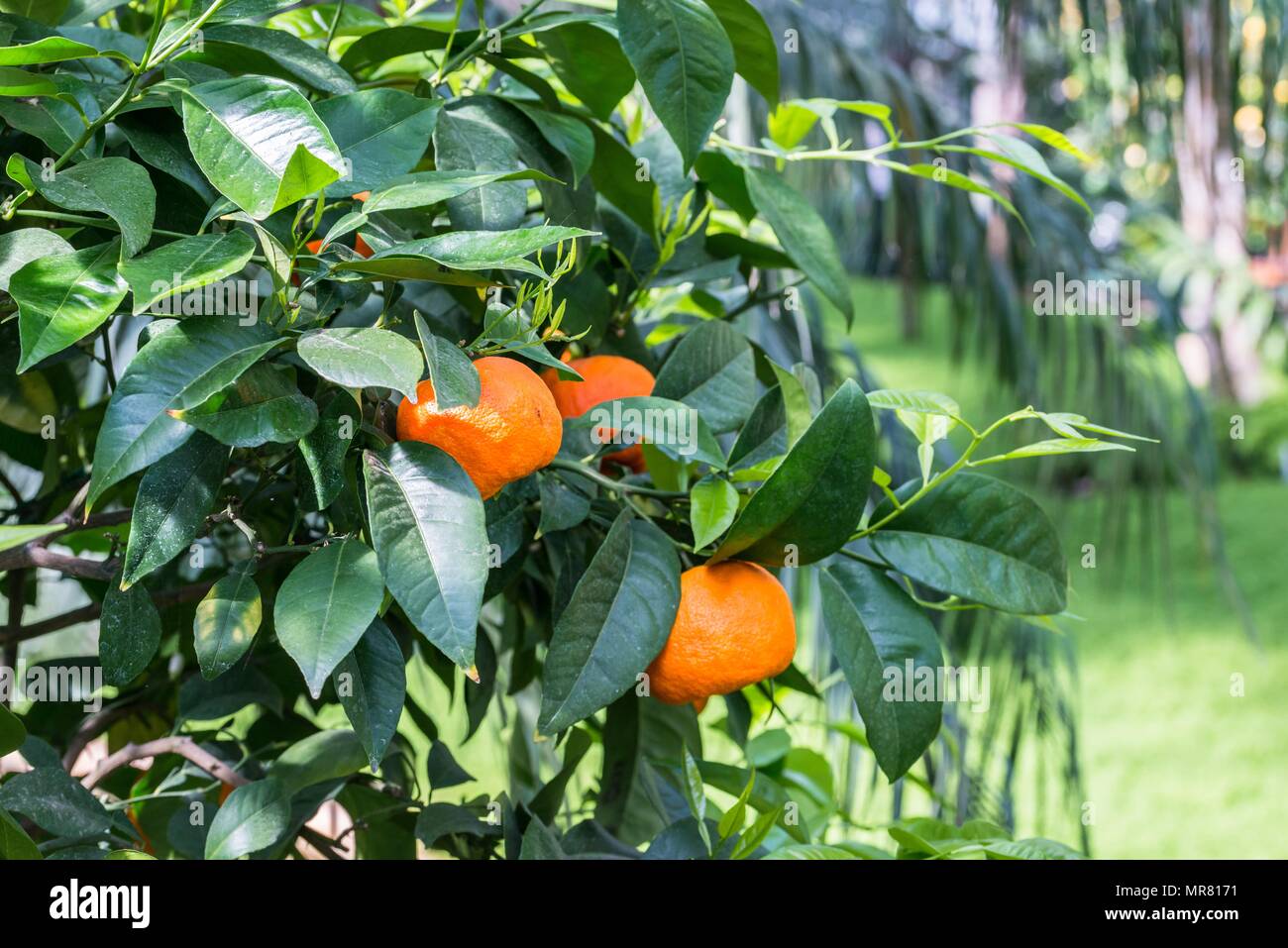 Cultivation orange hi-res stock photography and images - Alamy