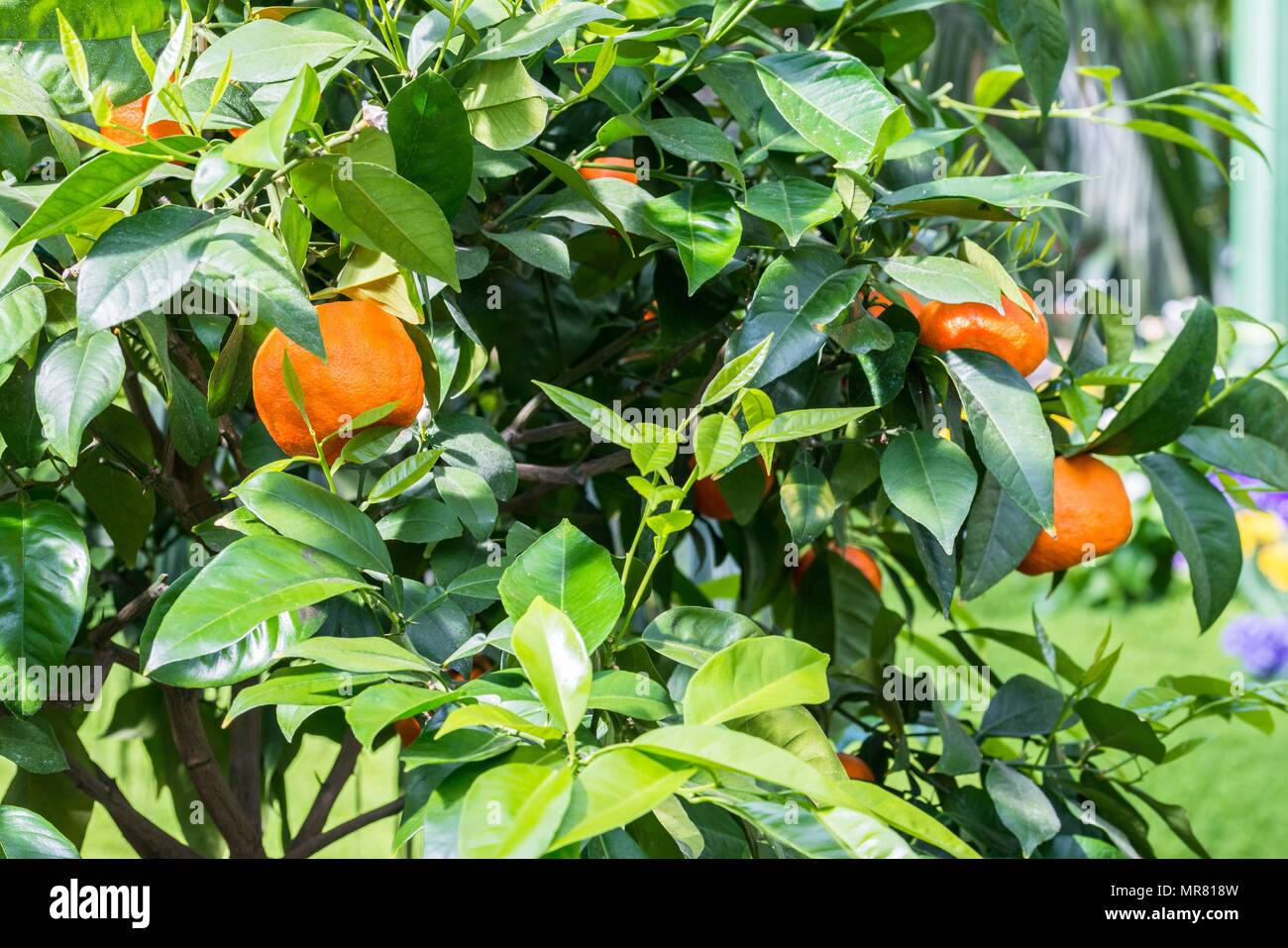 Cultivation orange hi-res stock photography and images - Alamy