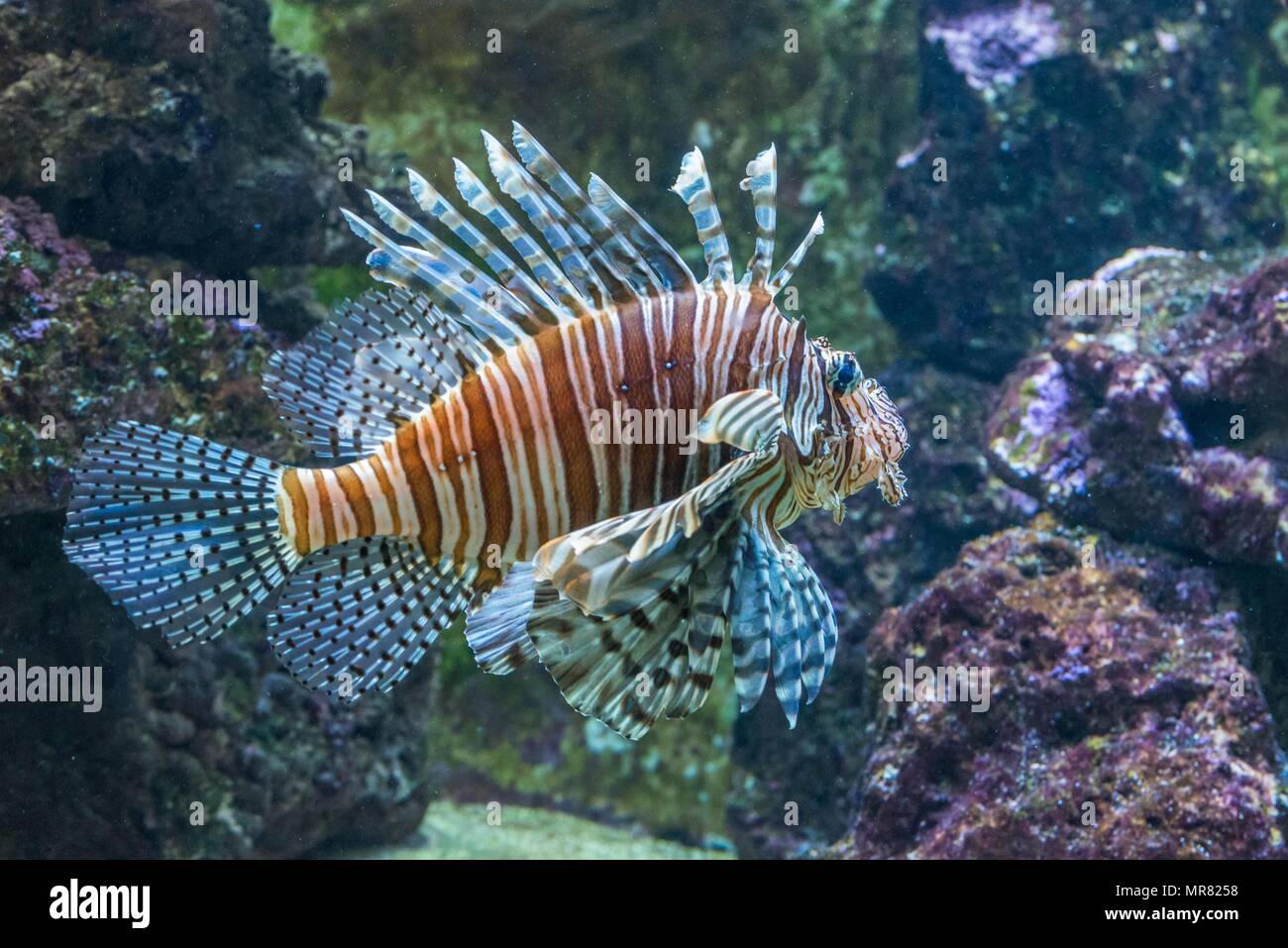 Scorpion fish in an aquarium Stock Photo - Alamy