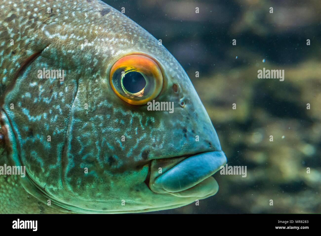 Animal camouflage freshwater fish hi-res stock photography and images ...