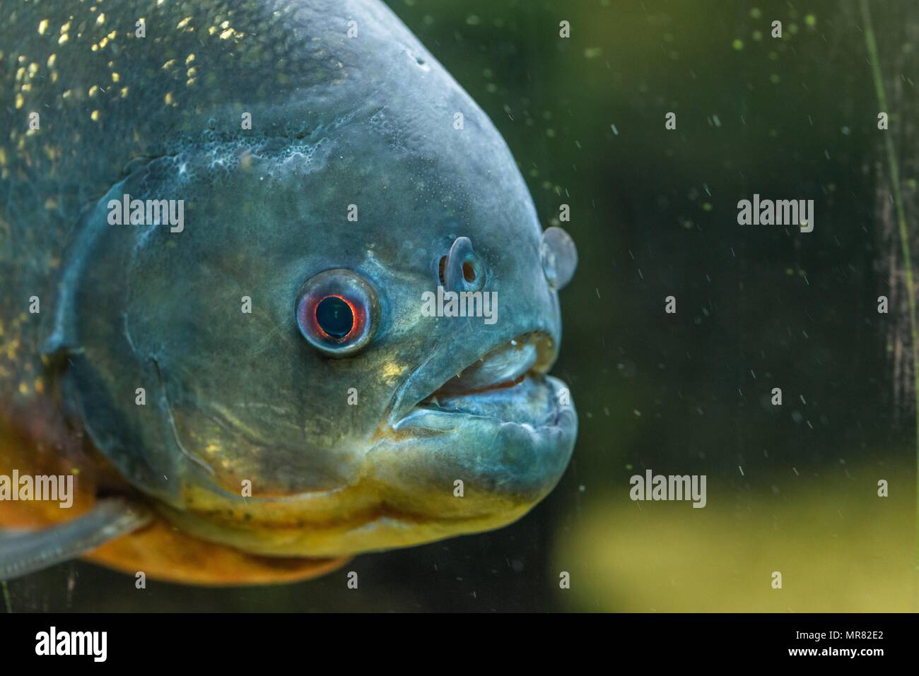 Close-up of a piranha in an aquarium Stock Photo - Alamy