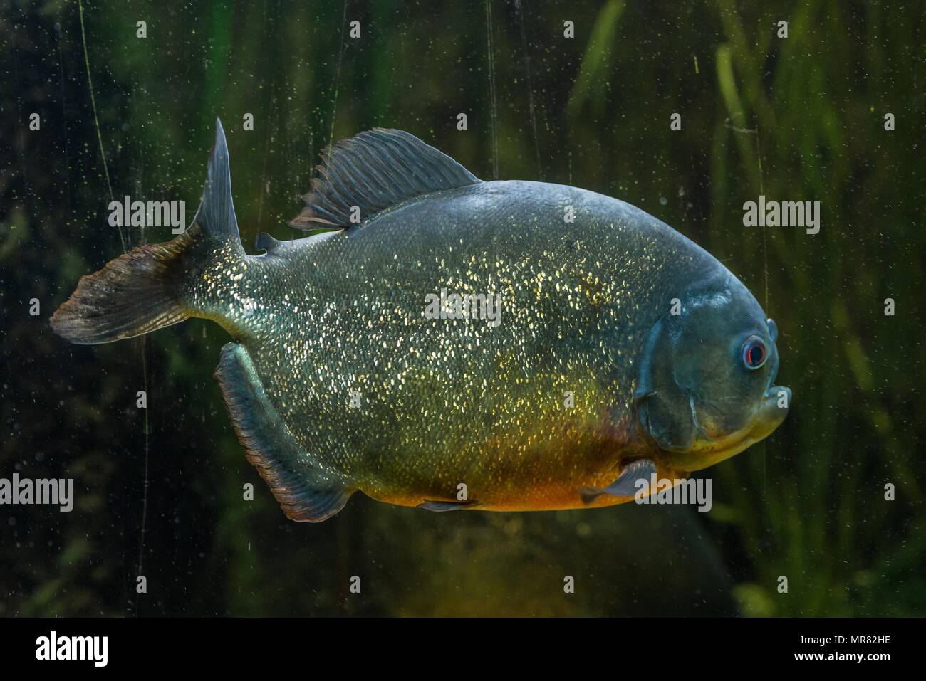 Piranha fish hi-res stock photography and images - Alamy