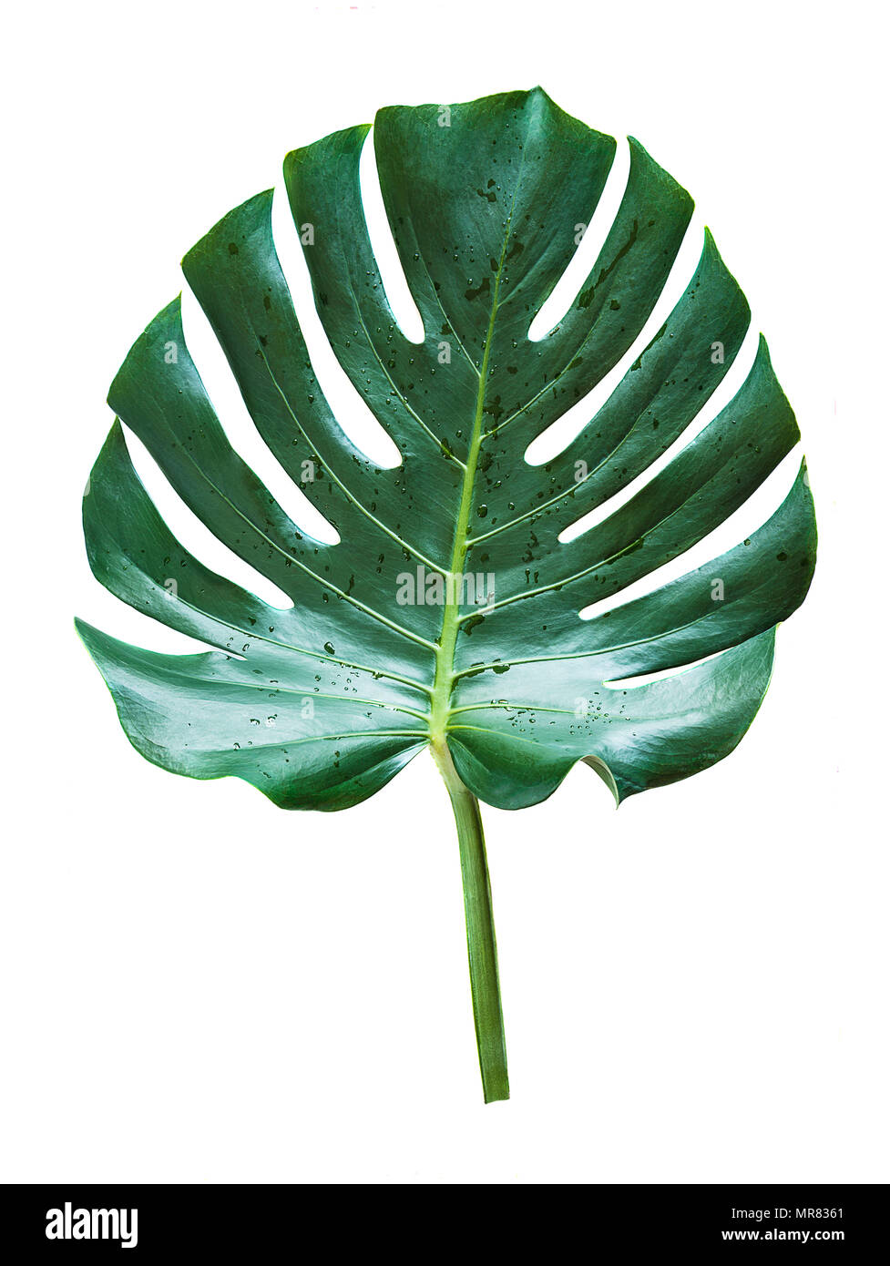 Monstera leaf hi-res stock photography and images - Alamy