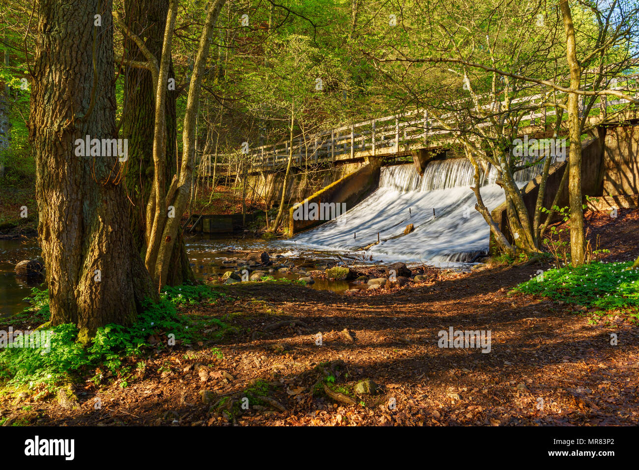 Small forest dam with overflow to regulate the water level Stock Photo ...