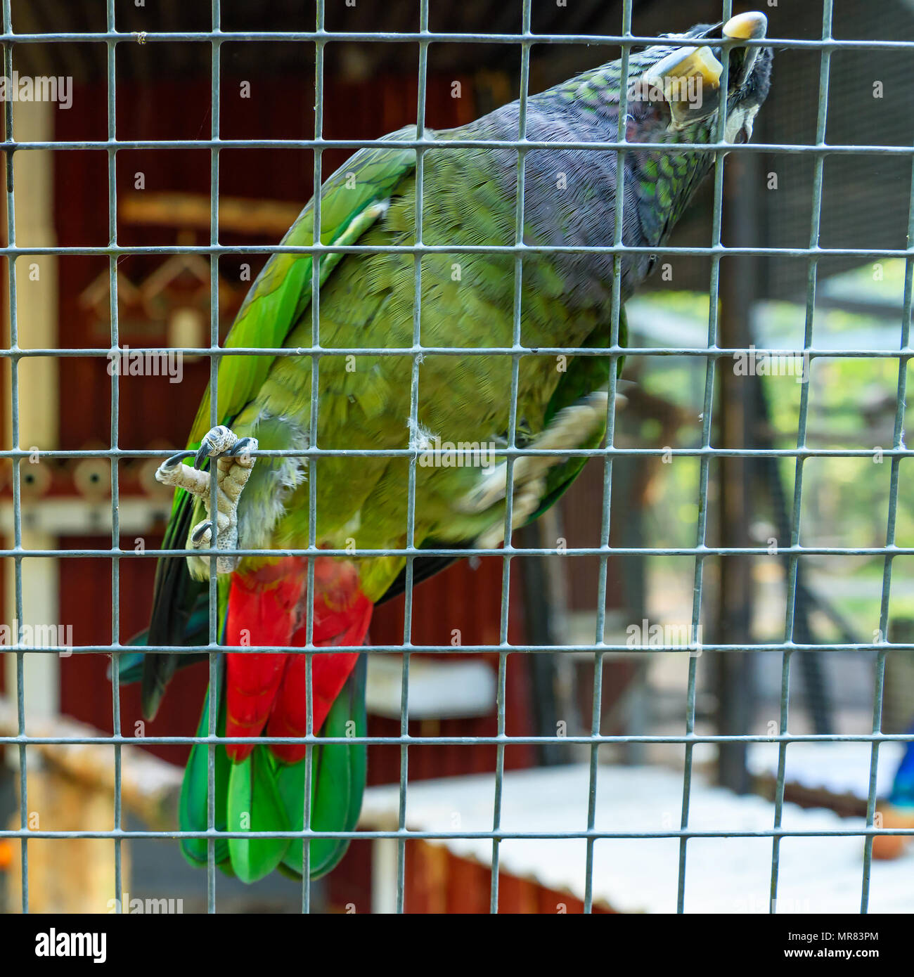 Climbing parrot hi-res stock photography and images - Alamy