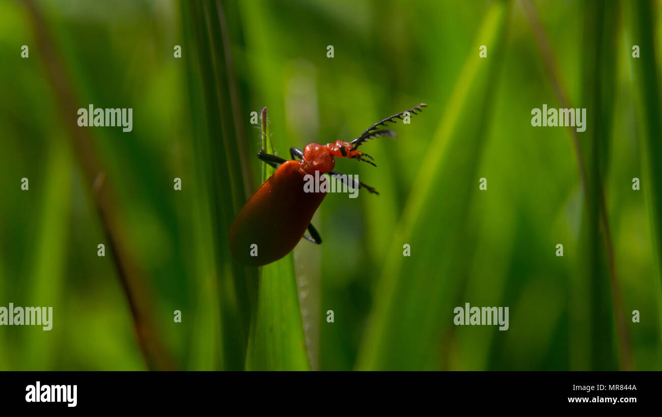 Close ups of the amazing lives and beauty of insects, taken in the ...