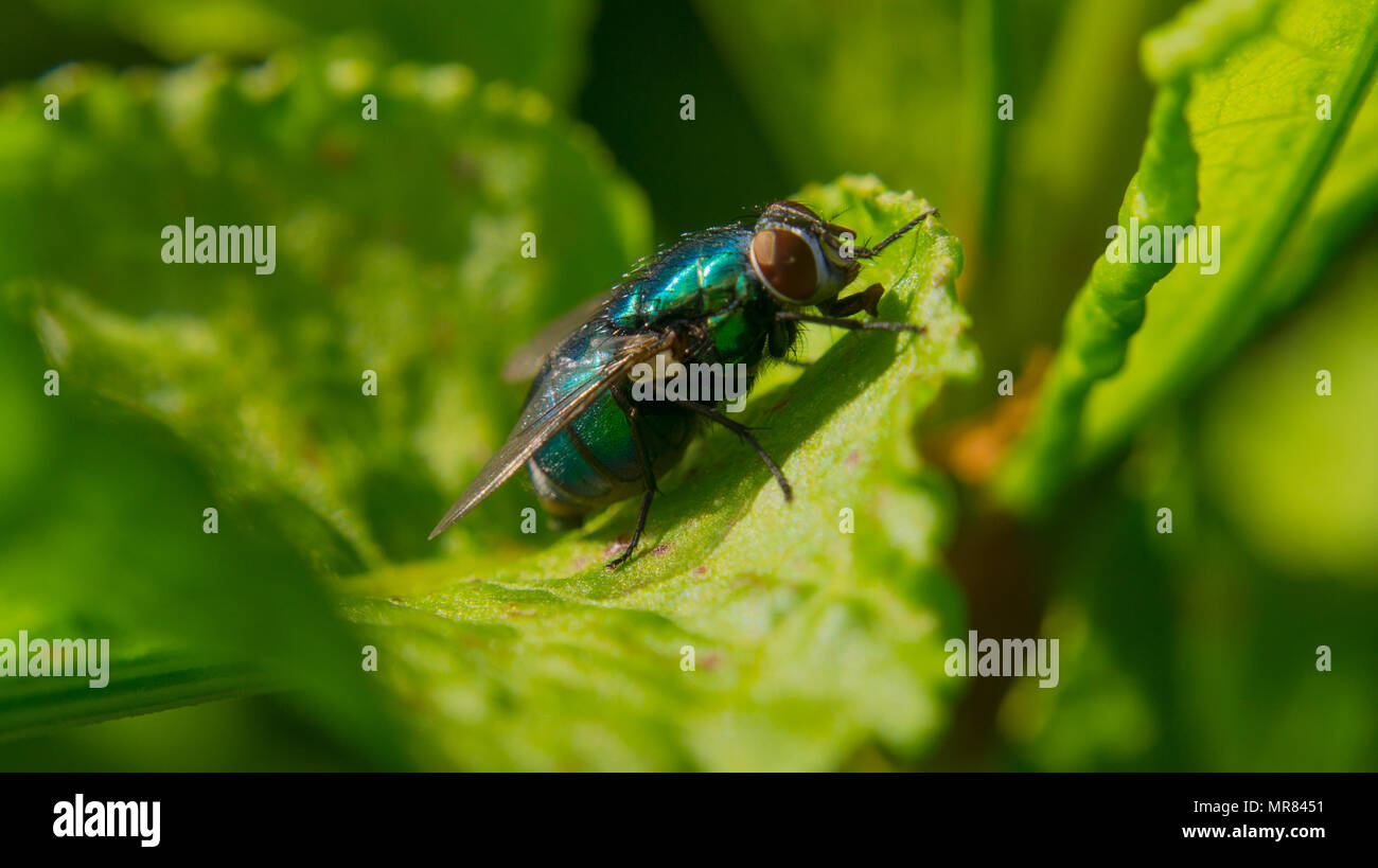 Close ups of the amazing lives and beauty of insects, taken in the ...