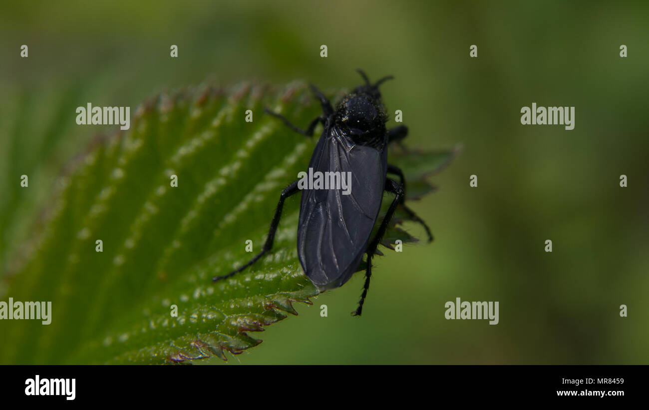 Close ups of the amazing lives and beauty of insects, taken in the ...