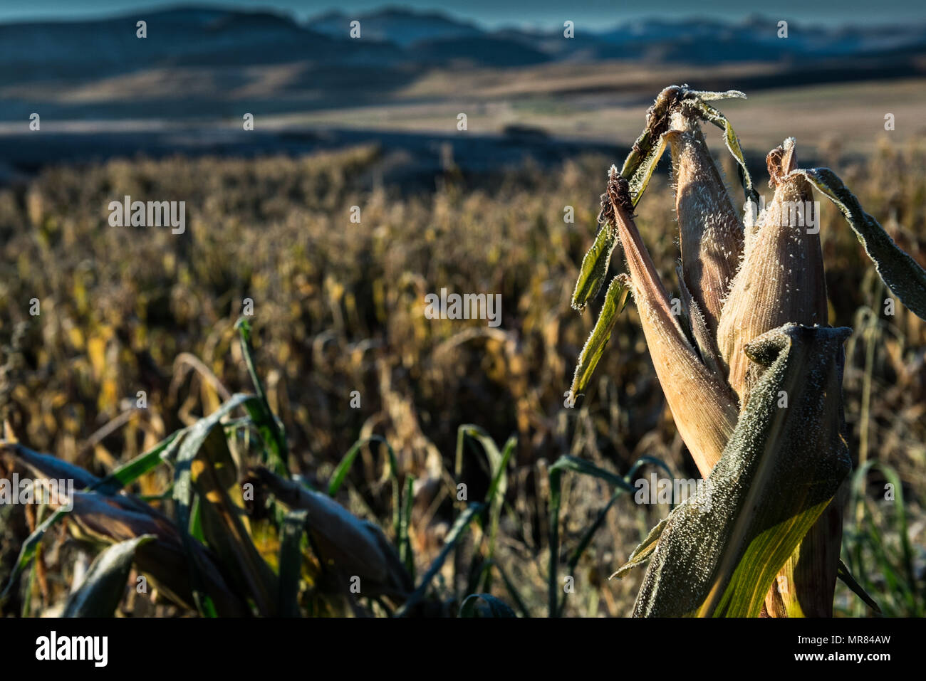 Food insecurity hi-res stock photography and images - Alamy