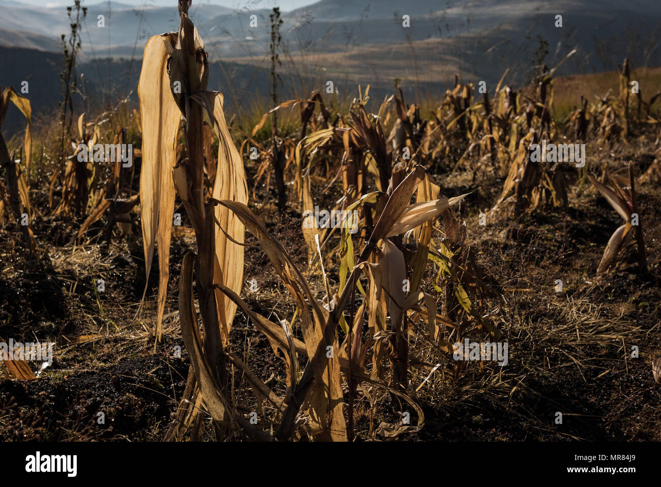 Maize is the staple diet in Lesotho. The mountainous country suffers ...