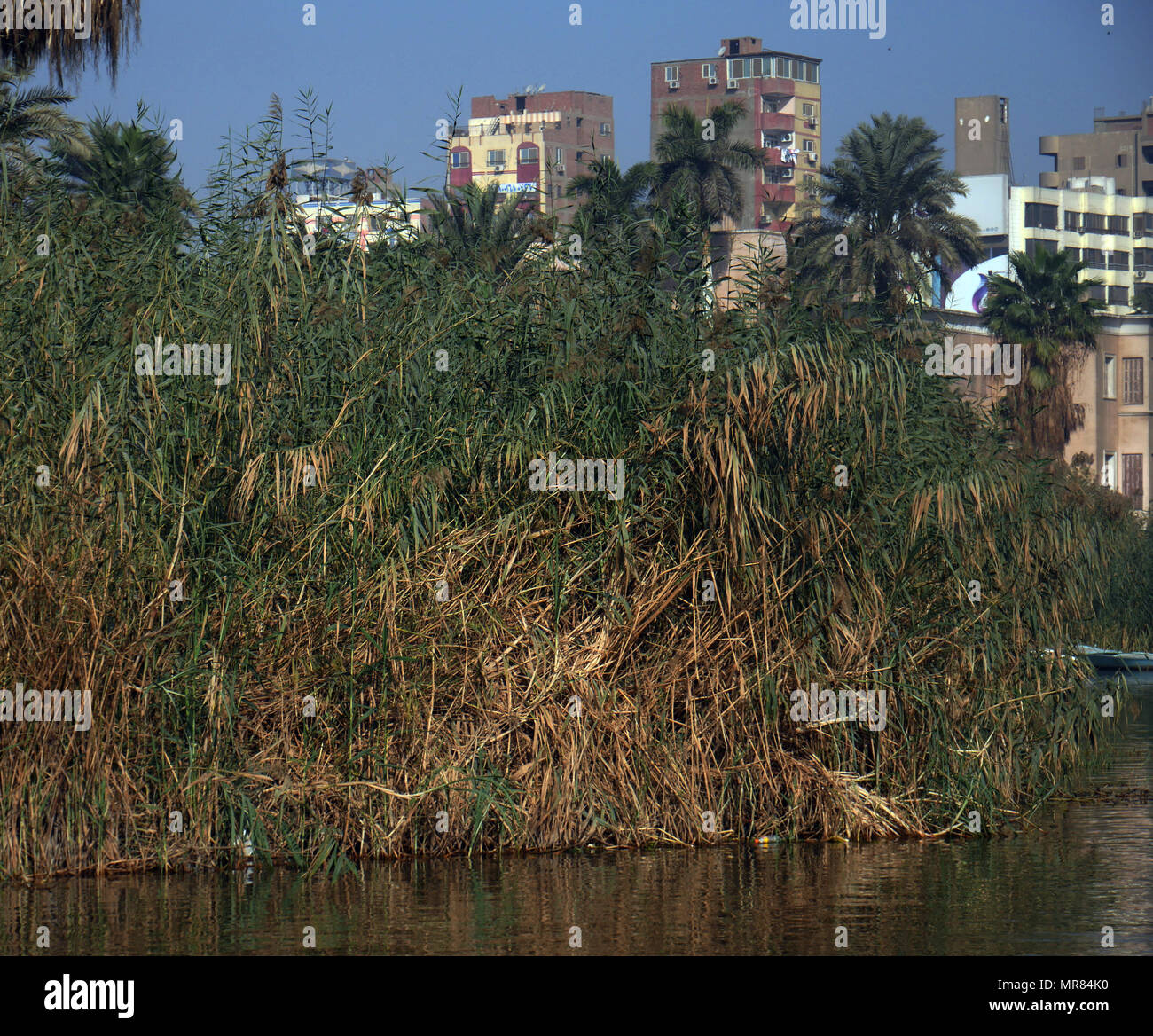 Cyperus Papyrus Nile Stock Photos & Cyperus Papyrus Nile Stock Images ...