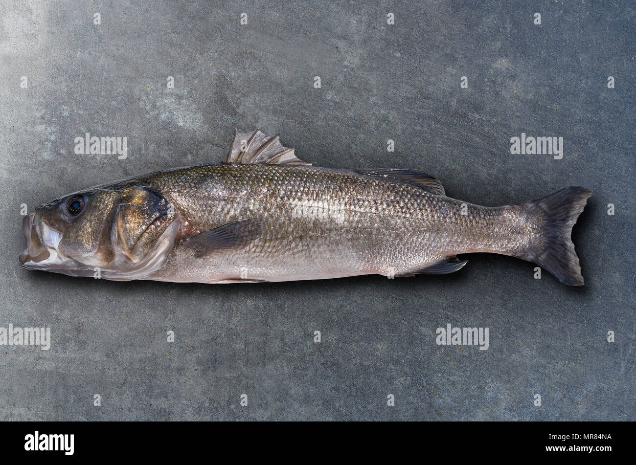 Big size fish hi-res stock photography and images - Alamy