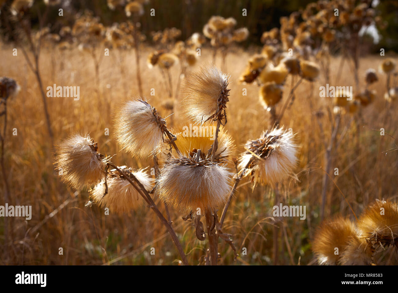 Dried thistle plant in golden meadow at mediterranean Stock Photo - Alamy