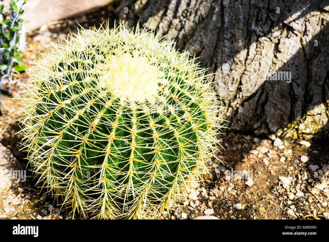 Golden barrel cactus, Echinocactus grusonii, golden ball, mother-in-law ...