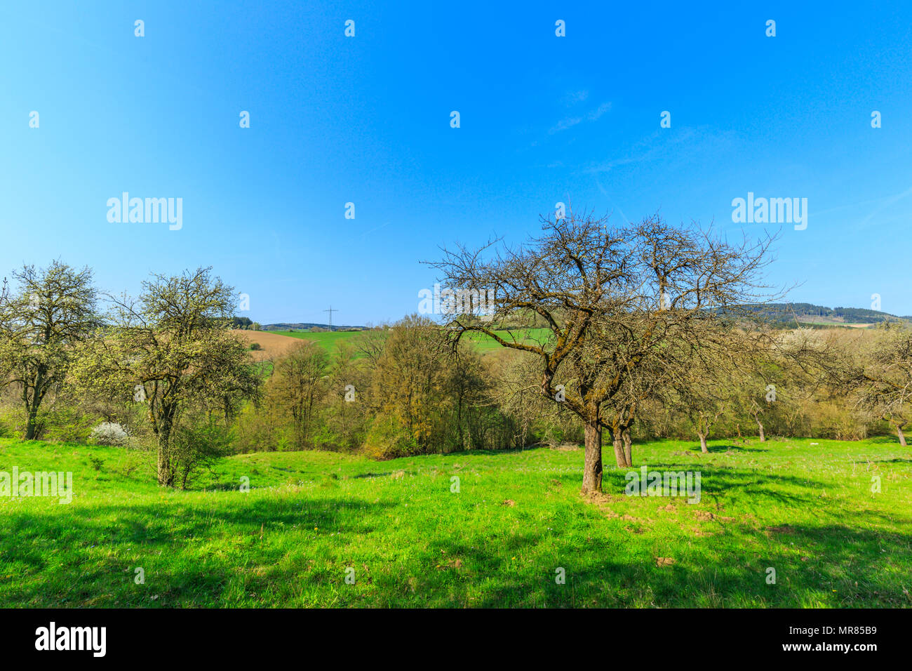 Ecological orchard hi-res stock photography and images - Alamy