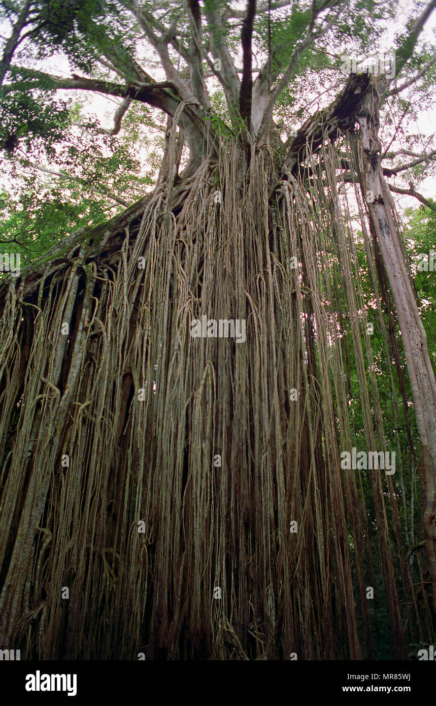 Fig ficus parasite hi-res stock photography and images - Alamy