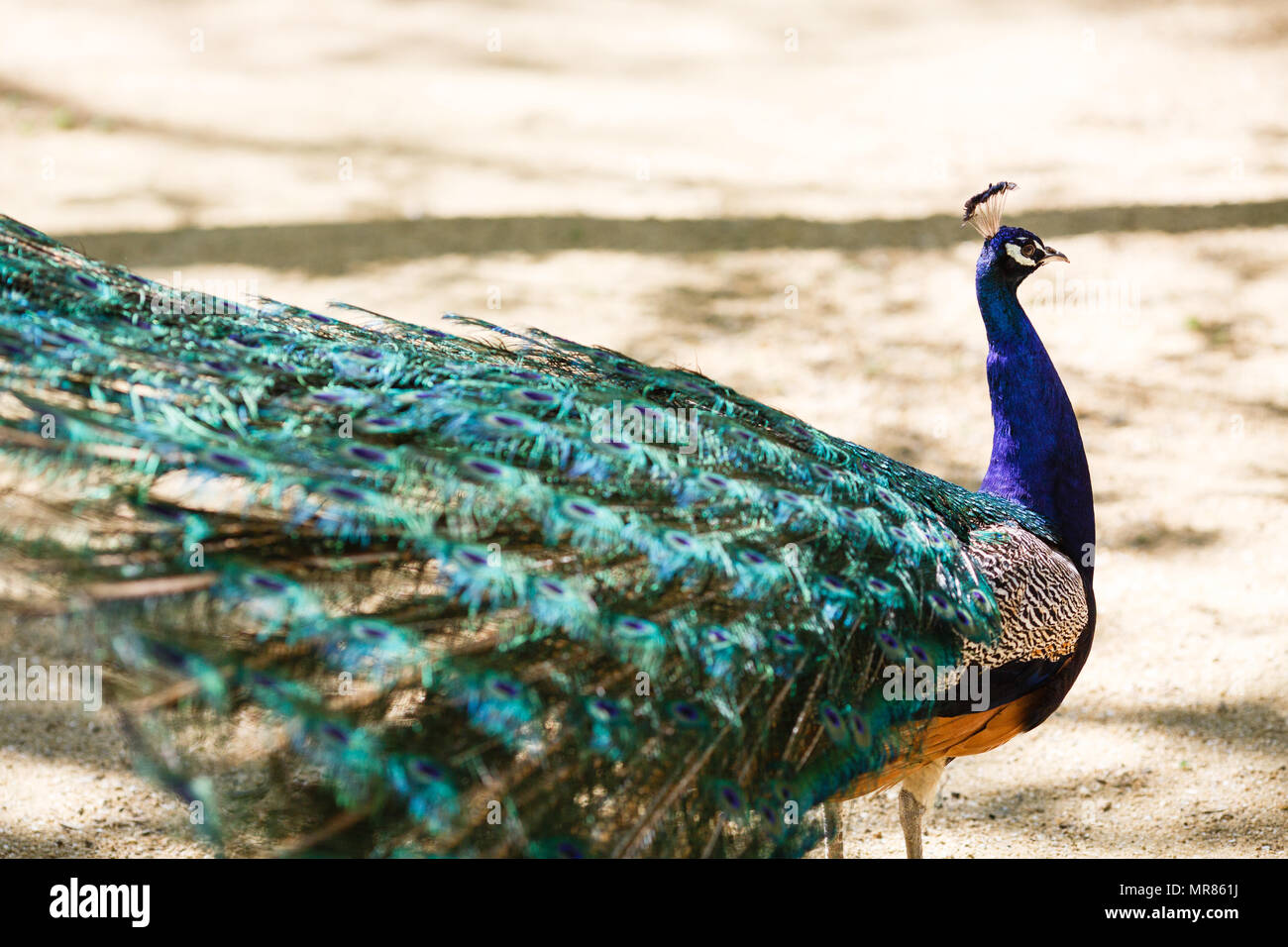 Peacock Bird On Brass Peacock In Various Size & Shapes Elegant Bird