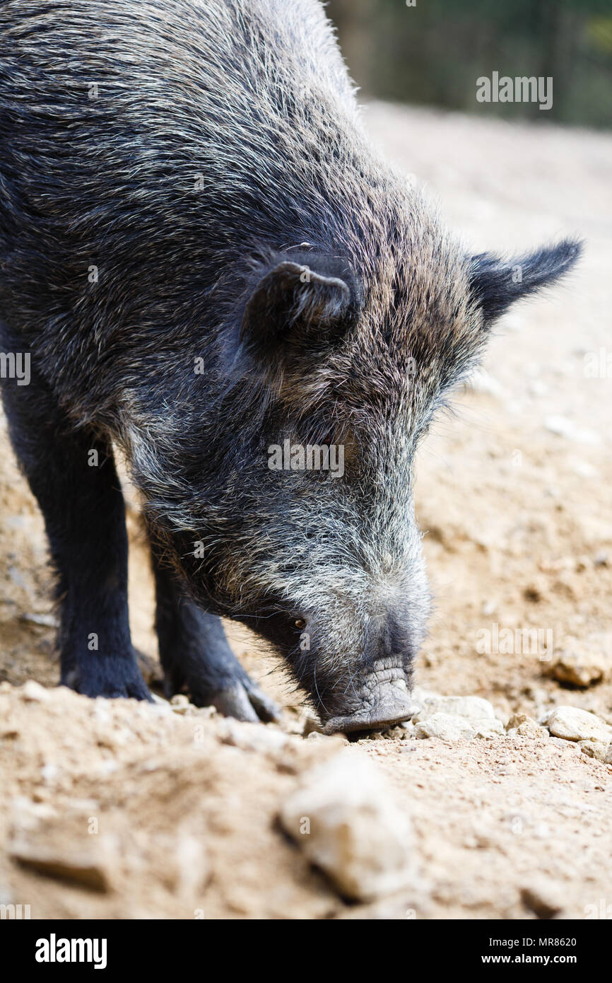 Wild pig in the summer forest Stock Photo - Alamy