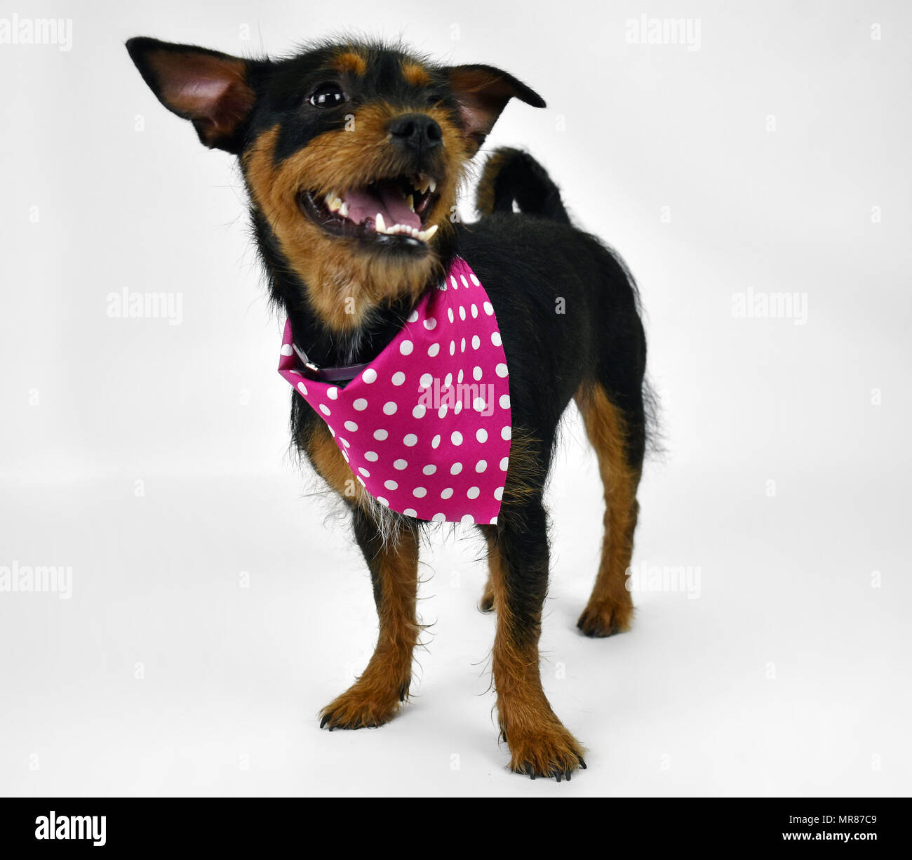 Shih Tzu, Small black and brown dog with overbite on isolated white ...