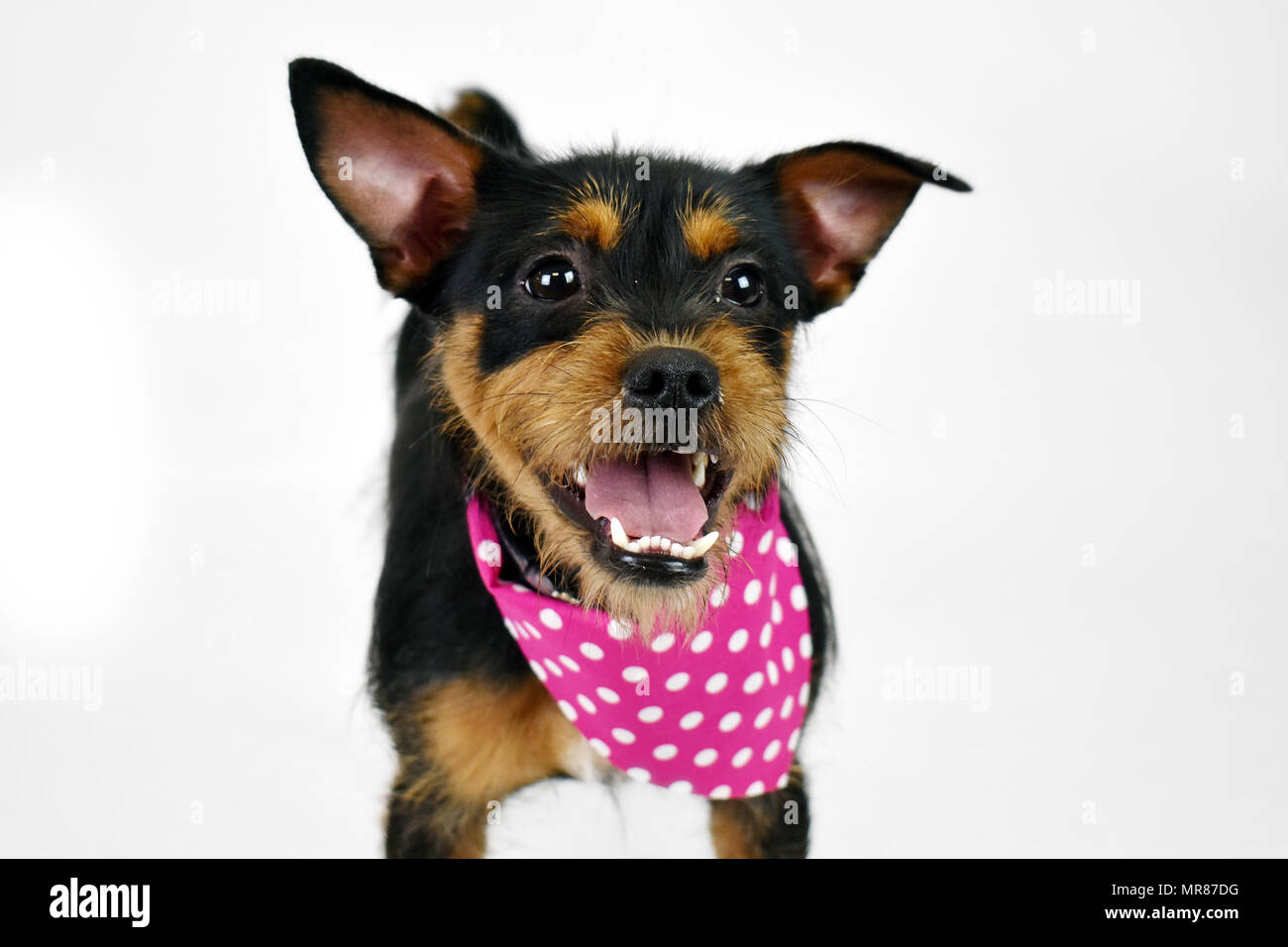 Do Shih Tzu Have Overbite