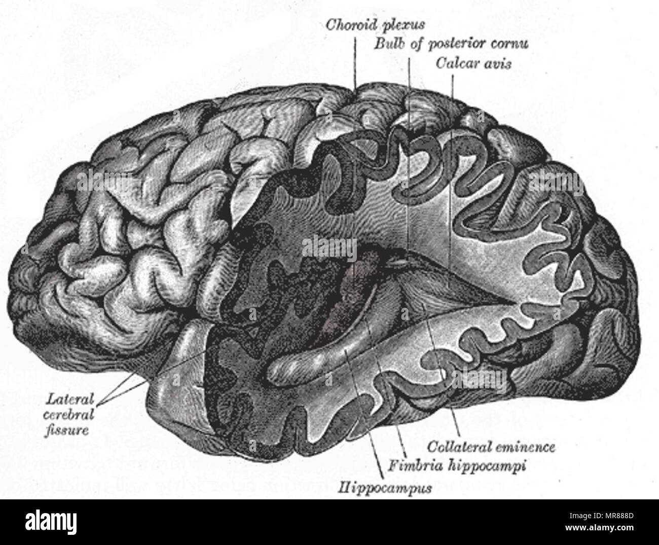 Mid Thoracic High Resolution Stock Photography and Images - Alamy