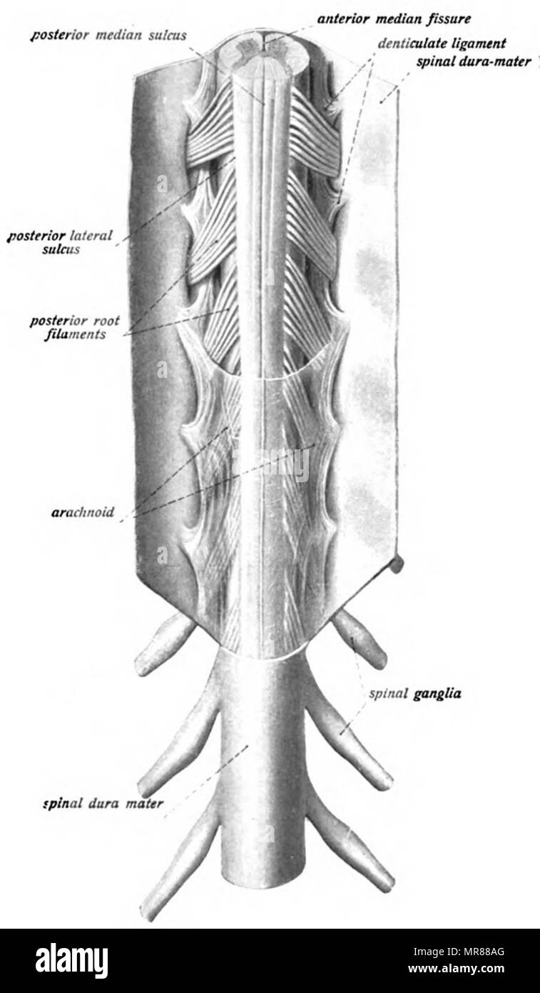 Spinal Cord Studies High Resolution Stock Photography and Images - Alamy