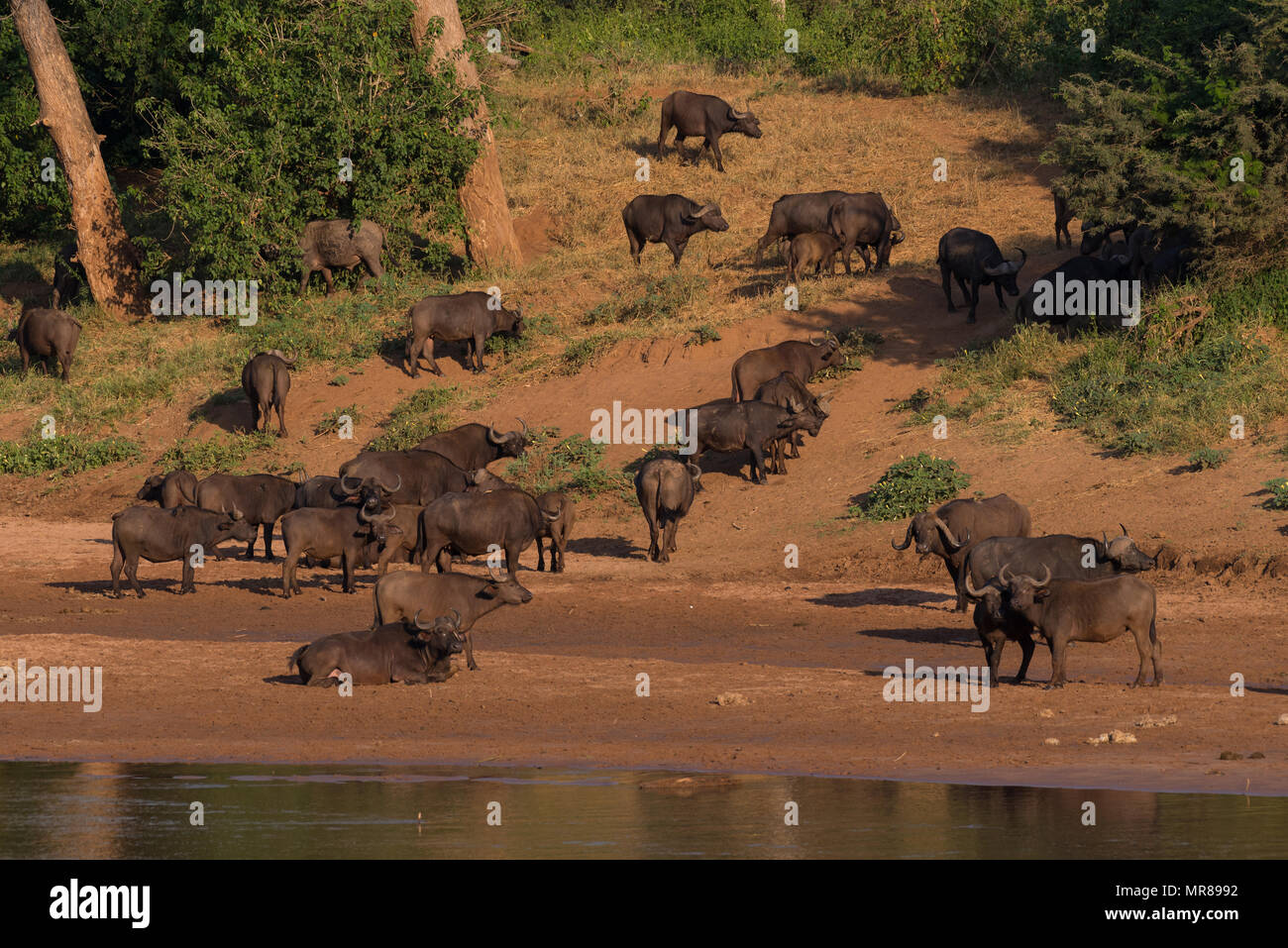 Buffalo breeding hi-res stock photography and images - Alamy