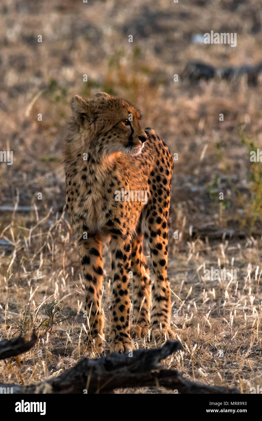 Cheetah Cub at Mashatu Game Reserve Botswana Stock Photo - Alamy