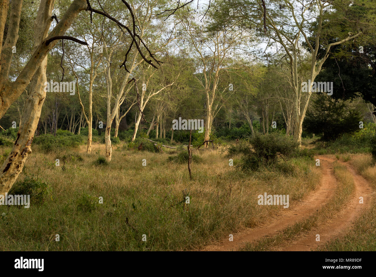 Fever Tree Forest in The Makuleke Contract Park, Northern Kruger, South ...