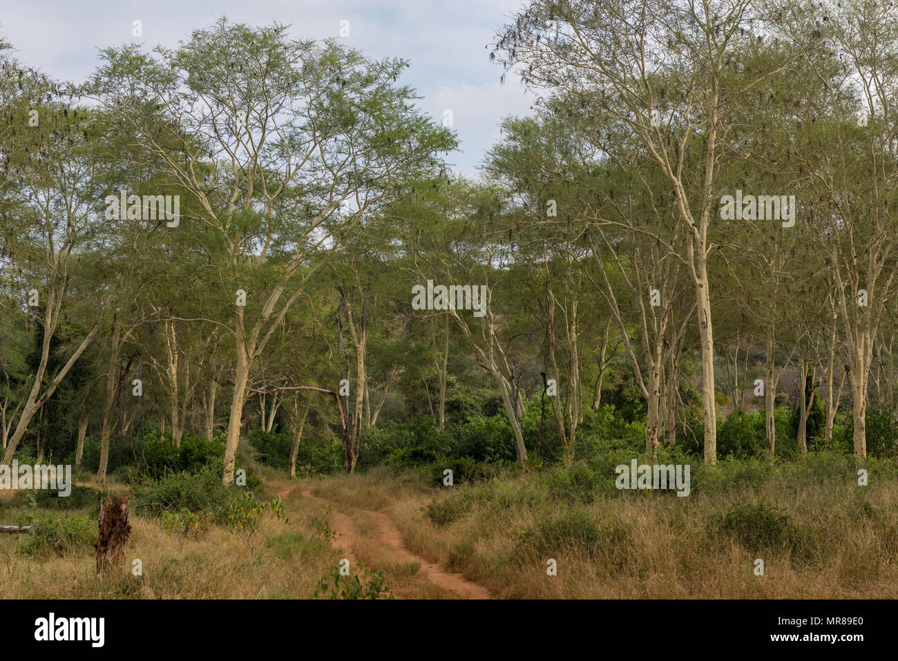 Fever Tree Forest in The Makuleke Contract Park, Northern Kruger, South ...