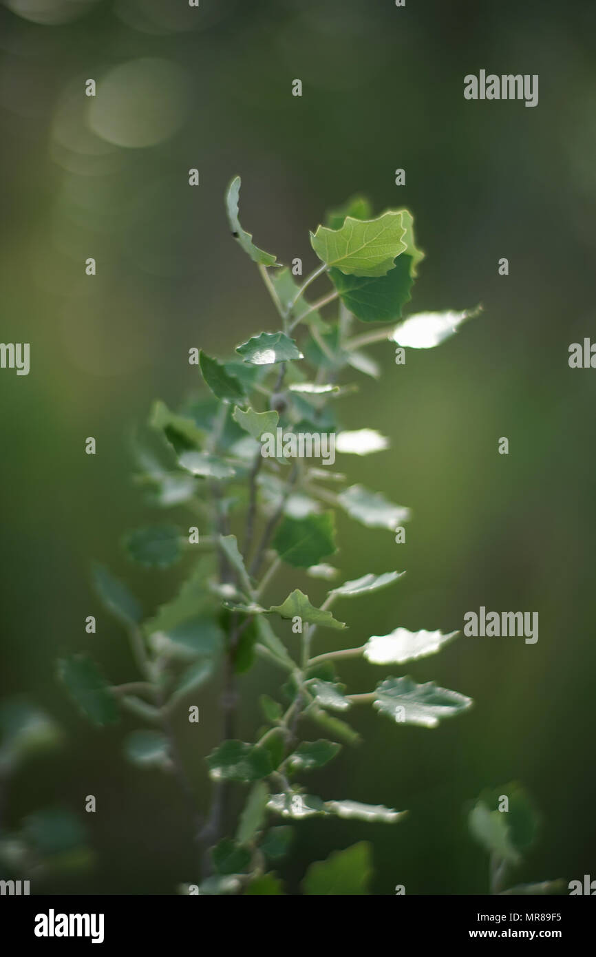 The branches of a poplar tree Stock Photo - Alamy
