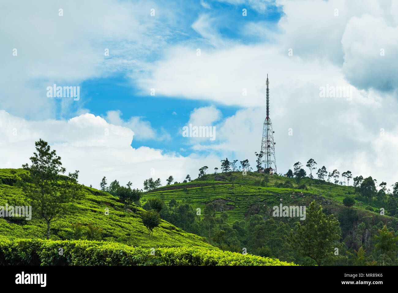 Lipton green tea hi-res stock photography and images - Alamy