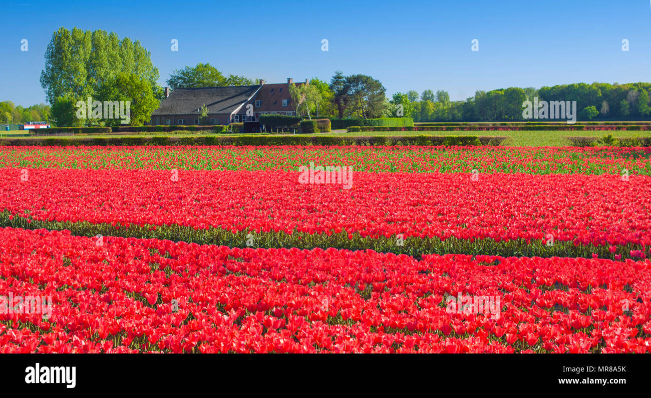 Beautiful colored tulip fields in the Netherlands in spring Stock Photo ...