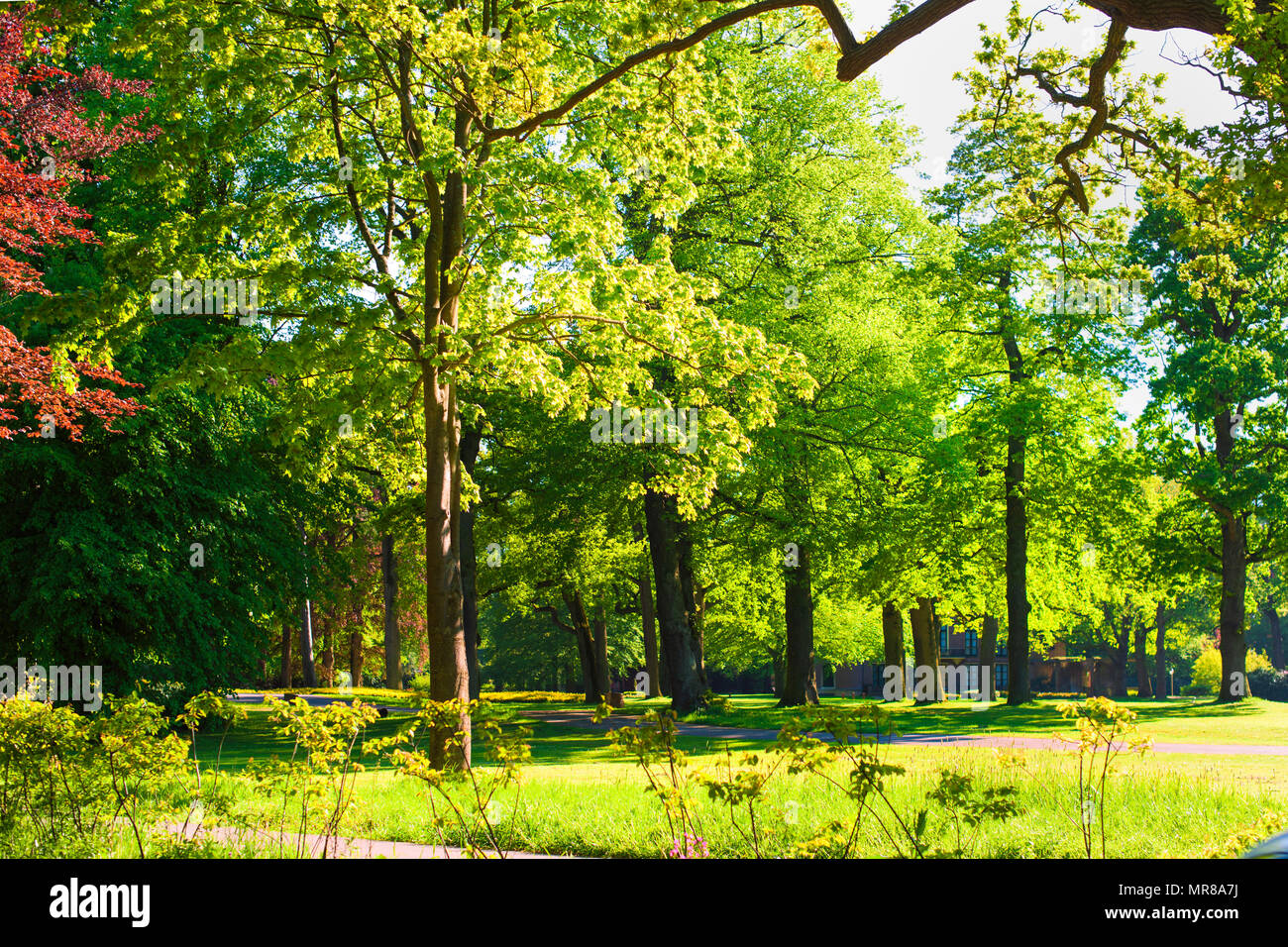 Blur light under trees hi-res stock photography and images - Alamy