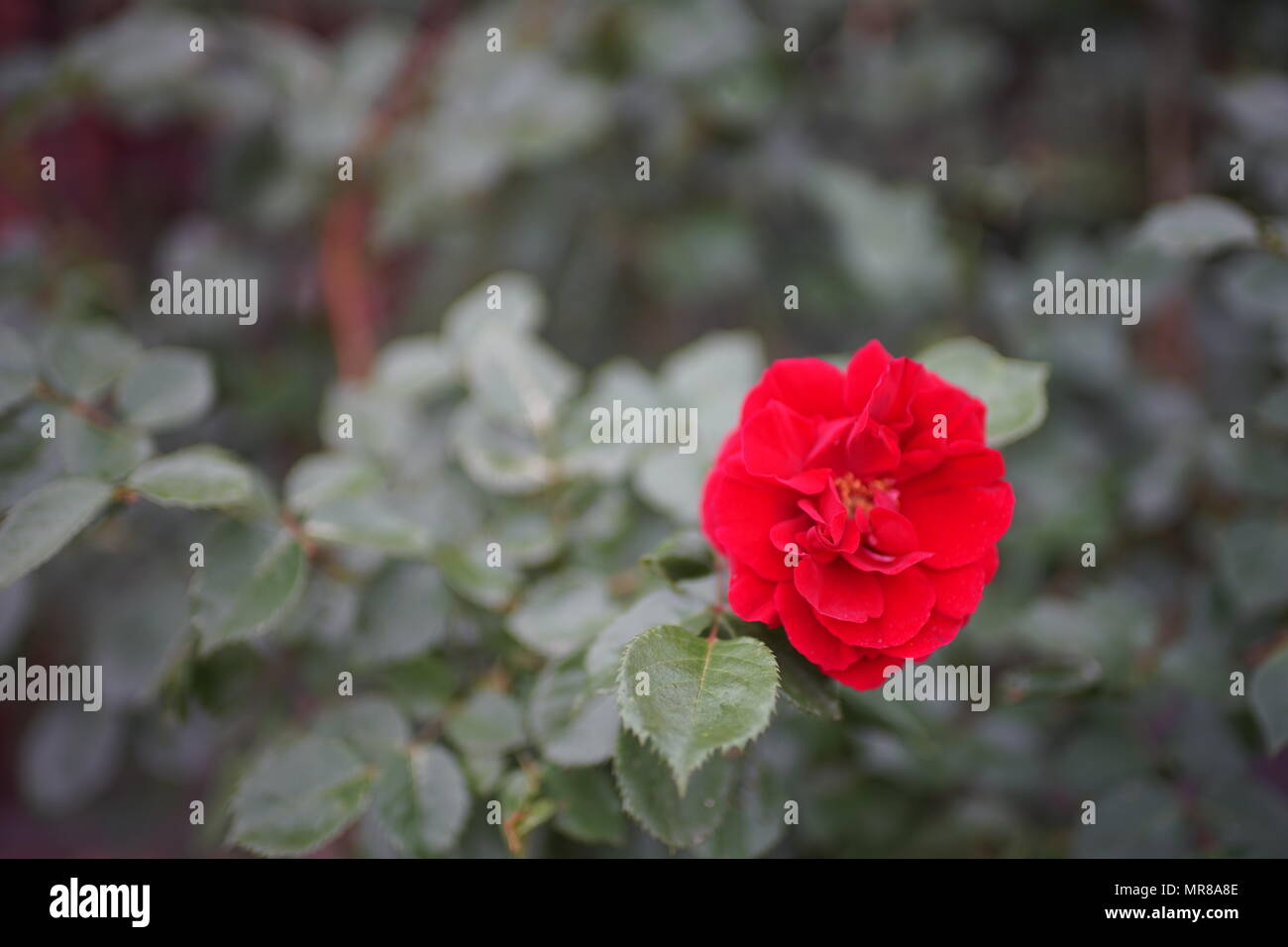 flowering of a red rose in the garden Stock Photo - Alamy