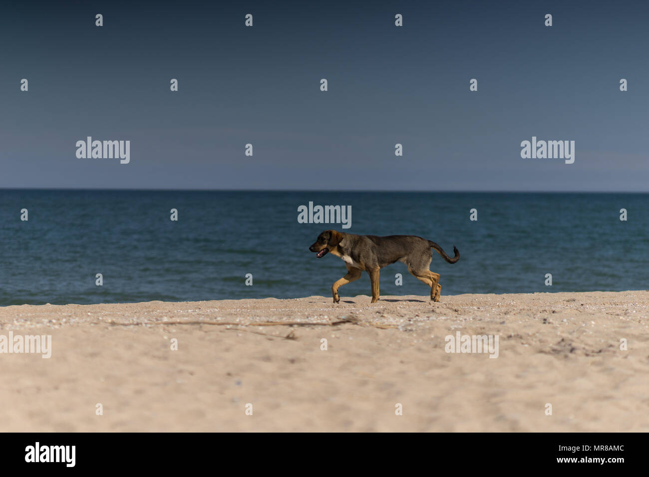 dog walks along the sea beach Stock Photo - Alamy