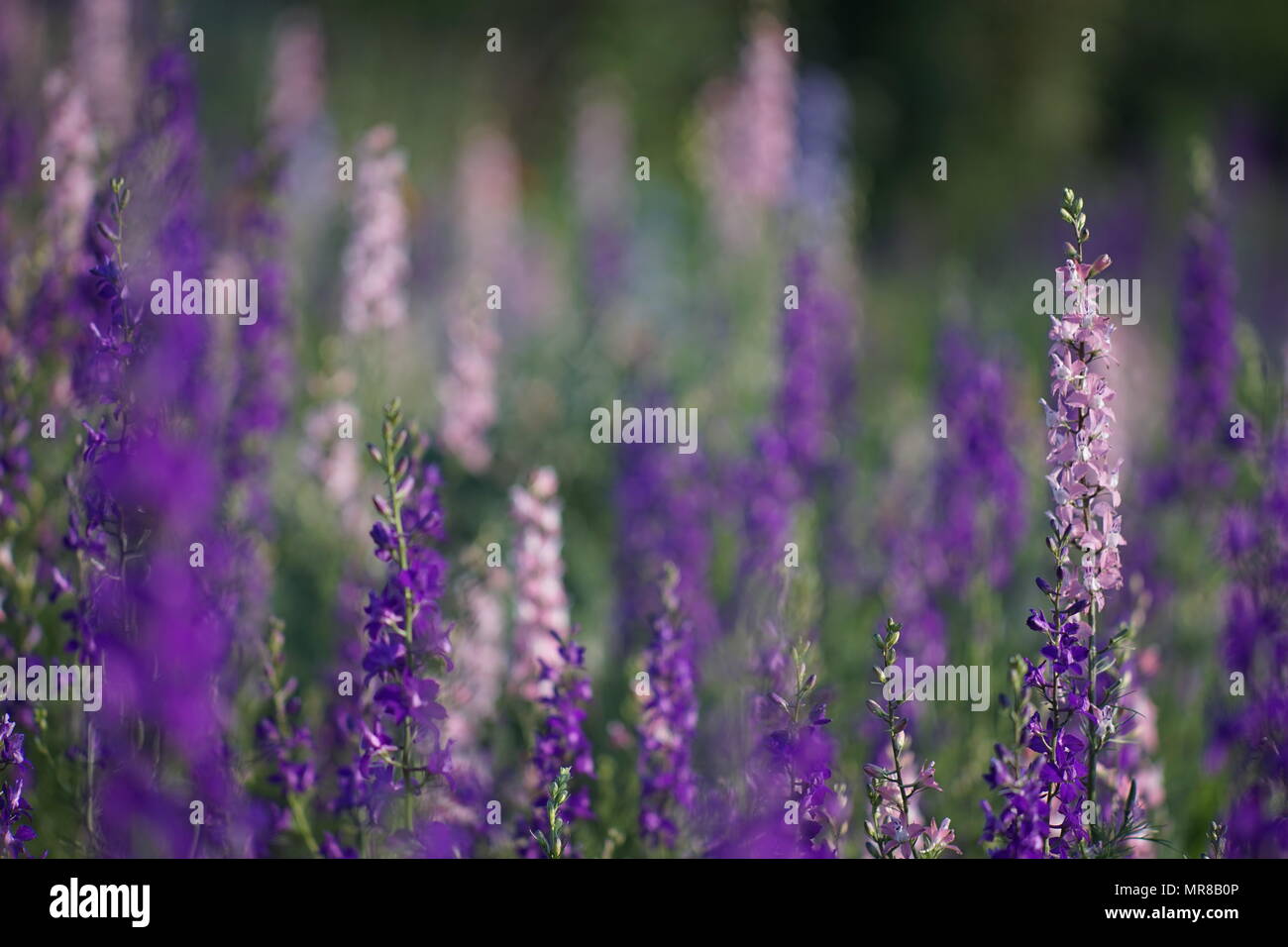 Purple lilac delphinium flower hi-res stock photography and images - Alamy