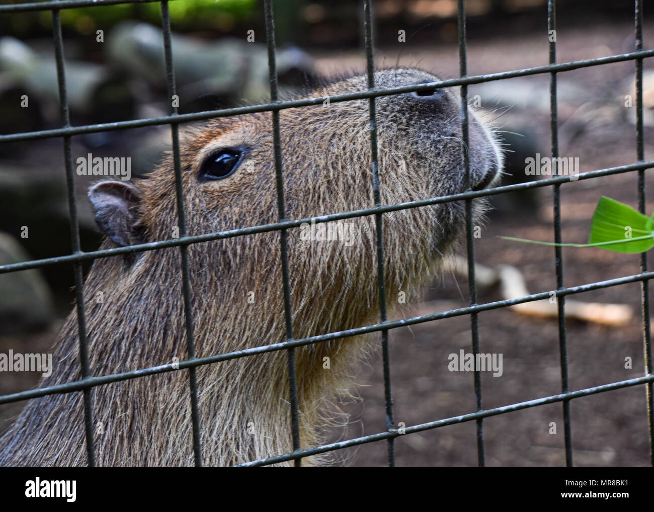 capybara in captivity Stock Photo - Alamy