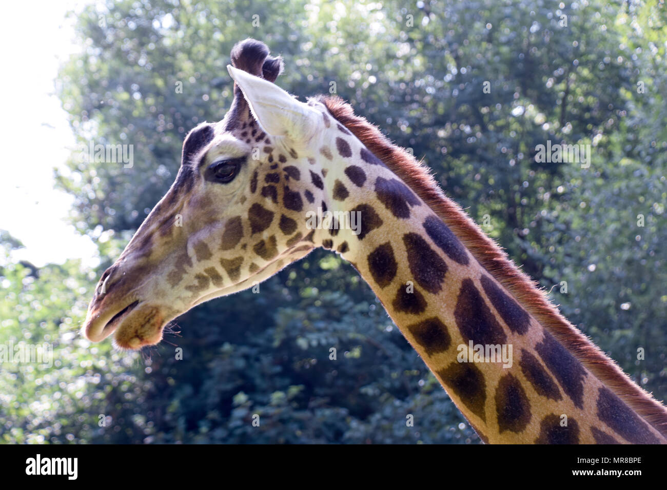 Giraffe in captivity - close up Stock Photo - Alamy