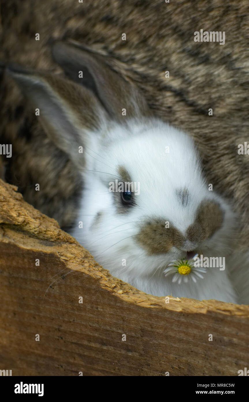 A white and brown, young rabbit is eating a daisy in a hutch Stock ...
