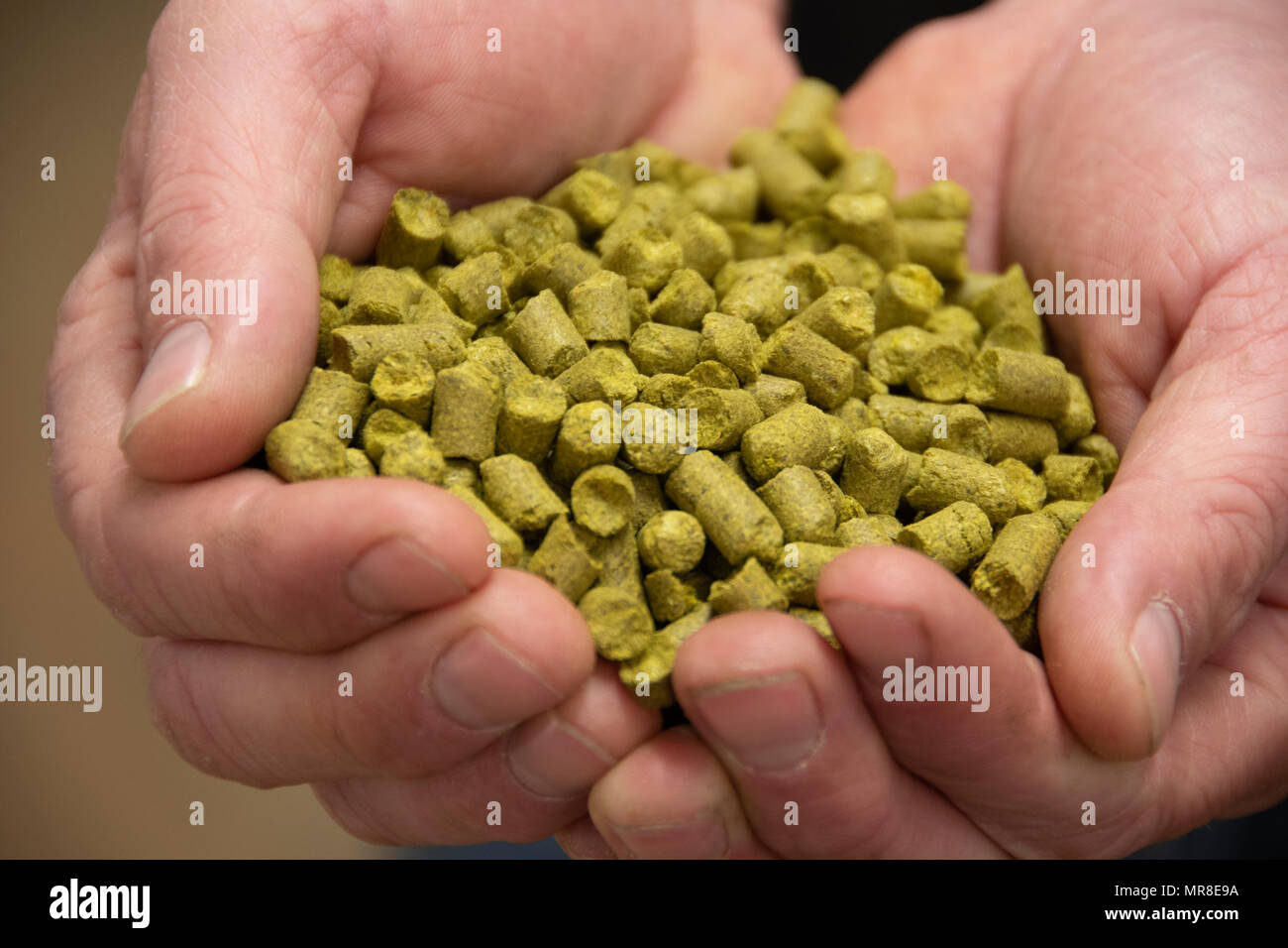 Pelletized hops at Yakima Valley Hops; Yakima, Washington Stock Photo ...