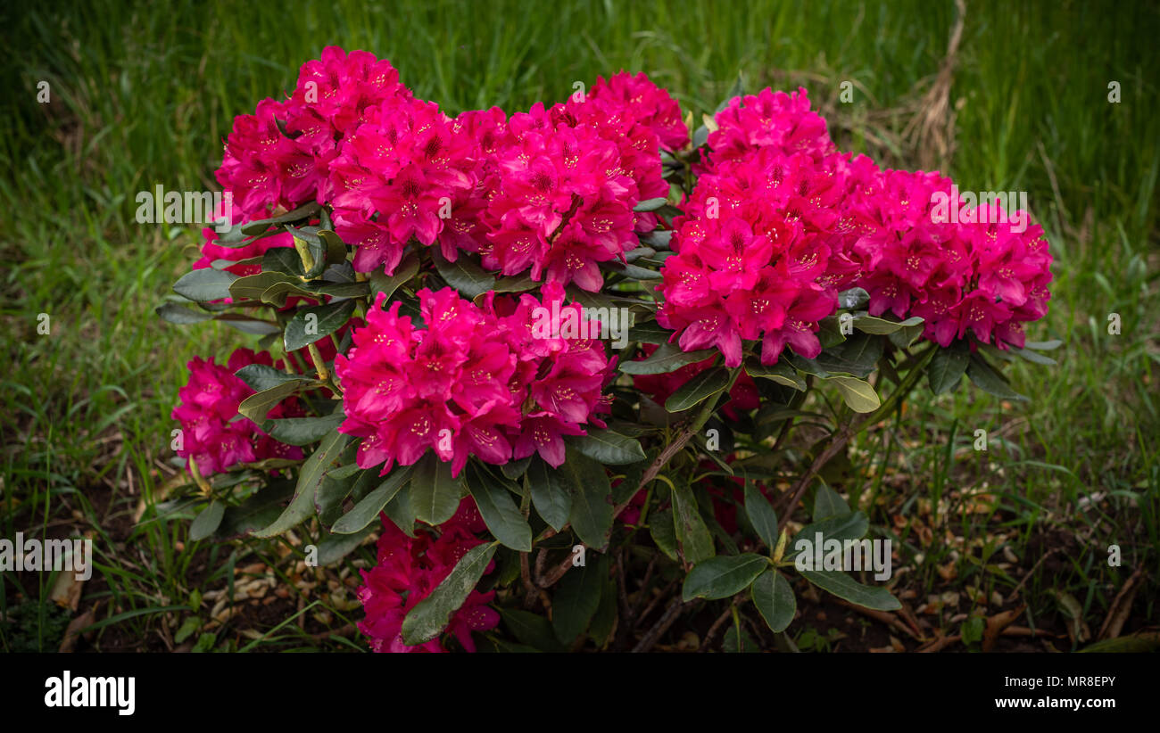 Blooming rhododendron flowers Stock Photo - Alamy